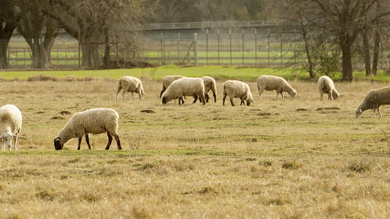 Sheepmowers | UC Davis Arboretum and Public Garden